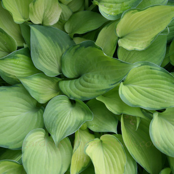 H. 'Amy Elizabeth' - Hosta @ Garden Path Perennials
