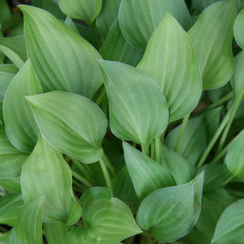 H. 'Minuta' - Hosta @ Garden Path Perennials