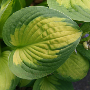 H. 'Little Sunspot' - Hosta @ Garden Path Perennials