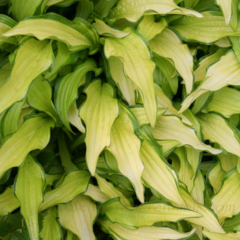 H. 'Kabitan' - Hosta @ Garden Path Perennials