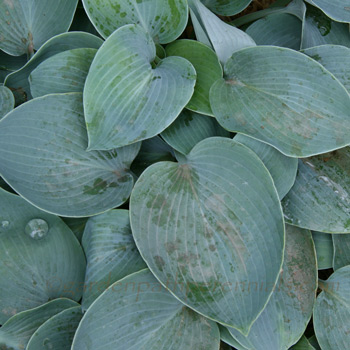 H. 'Blue Moon' - Hosta @ Garden Path Perennials